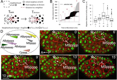 Sequential Rosettes Mediate Long Range Migration A The Computational Download Scientific