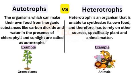 Difference Between Autotrophs And Heterotrophs