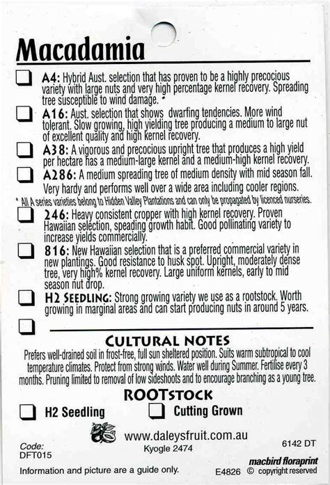 Macadamia Macadamia Species