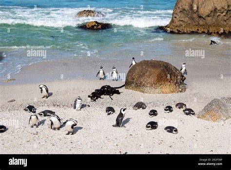 African Penguins Colony On Boulders Beach Near Cape Town South Africa