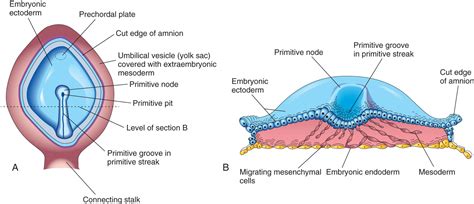 Third Week Of Human Development Clinical Tree