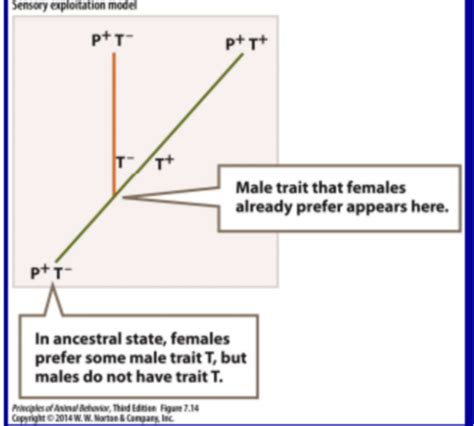 Psyc 327 Evolution And Behavior Exam 2 Flashcards Quizlet