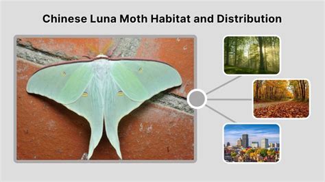 Chinese Luna Moth Diet Habitat Life Cycle And Facts