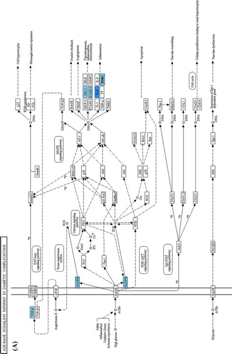 Agerage Signaling Pathway A Control At 24 Hcontrol At 2 H B Download Scientific Diagram
