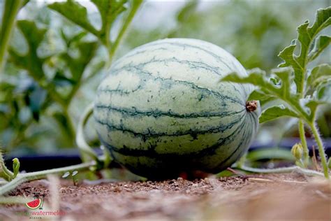 How To Grow Watermelon In Massachusetts Updated January 2026