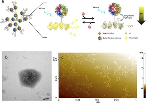 Enzyme Linked Dna Dendrimer Nanosensors For Acetylcholine Scientific