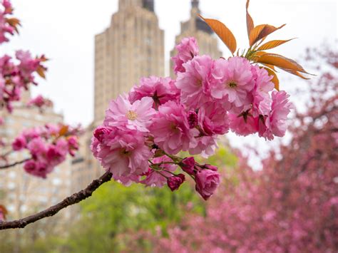 Central Park Cherry Blossom Trees Central Park Conservancy