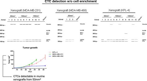 Ctc Detection Targeting Human Gene Transcripts Representation Of
