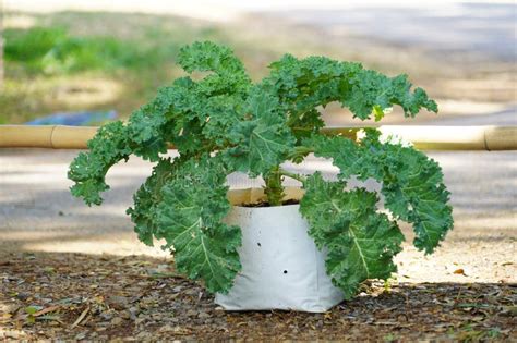 Kale Planted In The Soil Stock Photo Image Of Food 372514736