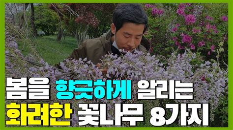 봄을 향긋하게 알리는 화려한 꽃나무 8가지 향기 나는 봄 꽃나무 추천 정원수 추천 Youtube