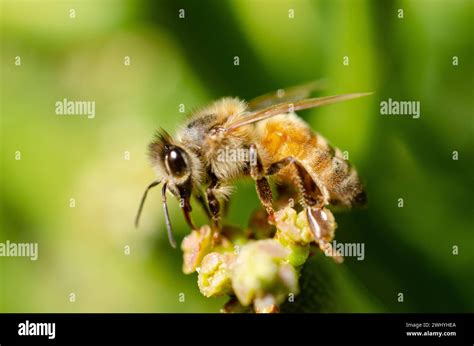 Macro Insect Photography Succulent Cactus Close Ups Nature Details