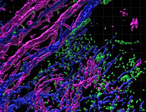 Chunjing Evangeline Bao On Linkedin A Mast Cellthermoregulatory