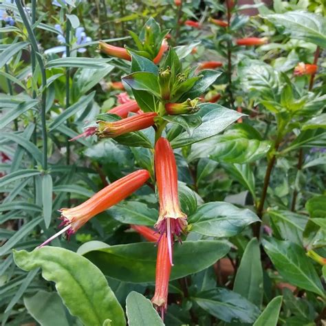 Plant Faqs Rhododendron Simsii