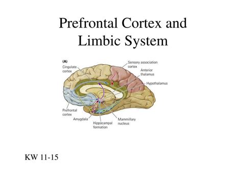 Ppt Mapping The Cortex Powerpoint Presentation Free Download Id 285297