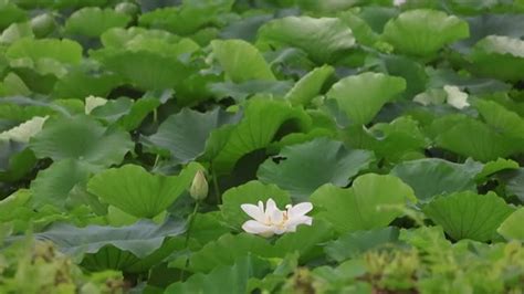 れんこんの葉っぱと花の動画｜無料の動画素材サイト「動画ac」