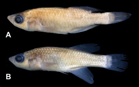 Nothobranchius Balamaensis Preserved Specimens A Male Holotype