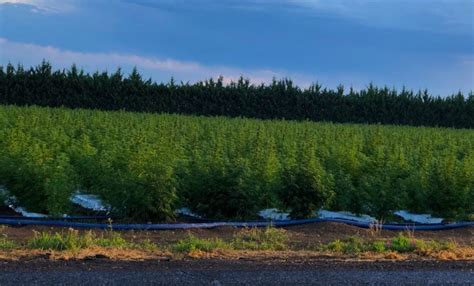 How Much Money Can You Make Growing Hemp A Guide Grocycle