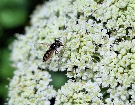 bring on a bug balance your macedon ranges