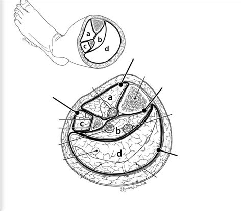 Compartments With Neurovascular Bundles Diagram Quizlet
