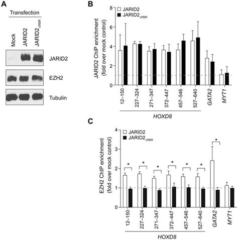 Interactions Between Jarid2 And Noncoding Rnas Regulate Prc2 Recruitment To Chromatin