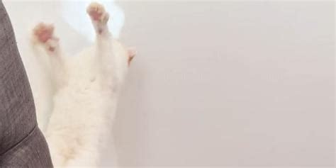 천장 위 빛 그 미스터리를 쫓는 고양이의 눈 디피펫