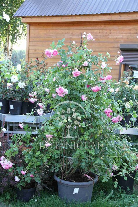 Плетистая роза 'Jasmina'