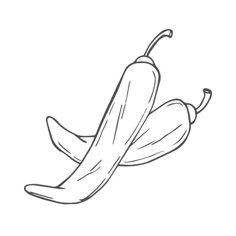 Chili Pepper Linear Sketch Graphic Doodle Style 52791035 Vector Art