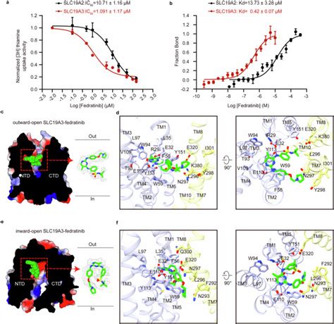 Substrate Transport And Drug Interaction Of Human Thiamine Transporters