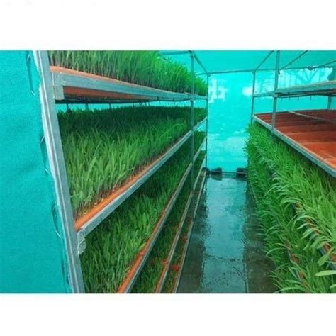 Hydroponic Fodder System 240 Trays 300kg Day Fodder Production Gi