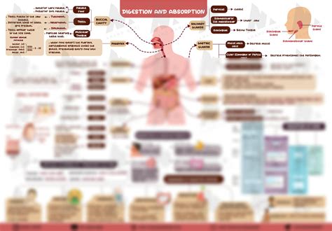 Solution Digestion And Absorption Mind Maps Studypool