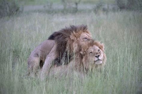 Viral Photos Don T Show Lions Mating Just Males Bonding National Geographic