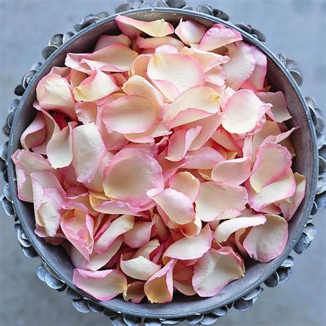 Natural Non Wilting Freeze Dried Rose Petals For Weddings And Special