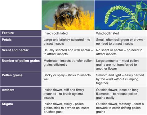 Wind Pollinated And Insect Pollinated Plants