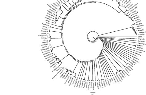 Upgma Cluster Dendrogram Showing The Genetic Relationships Between 137