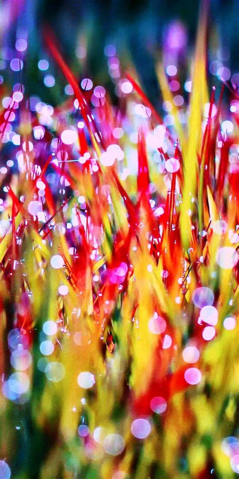 Обои на рабочий стол Весна Боке Природа Роса Земля природа Красочный 1495205 для ПК
