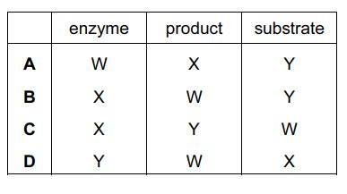 IGCSE Biology Enzymes IGCSE Style Questions Paper IGCSE Biology Enzymes IGCSE Style Questions Paper