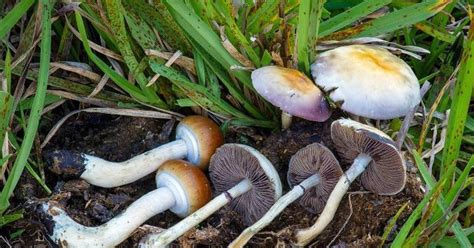 단독 마약 성분 환각 버섯 재배한 10대 첫 적발