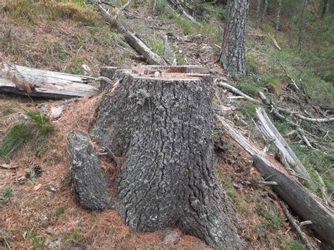 Сигнал за незаконна сеч Защити Гората