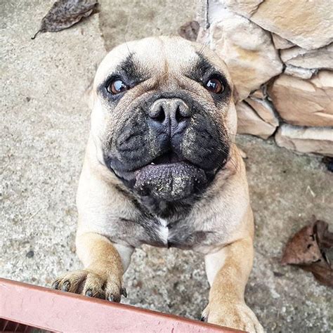 프렌치불독 코코의 귀여운 행동