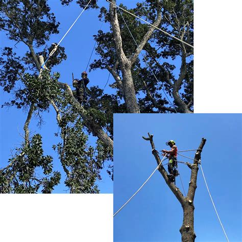 Leading Tree Removal Services Fast Efficient Auckland NZ Specimen Treecare