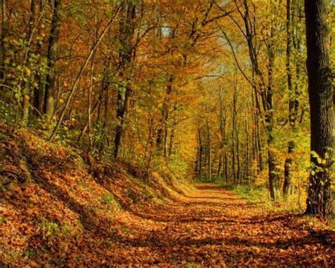 Fondo De Pantalla Bosque En Primavera Autumn Scenery Autumn