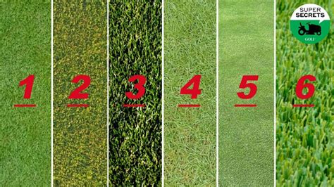 Examples Of Types Of Grass For Your Perfect Lawn