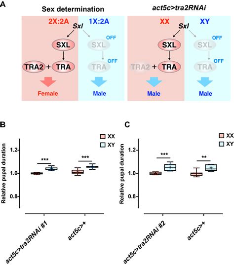 Rna Interference Mediated Knockdown Of Tra 2 Does Not Affect The Download Scientific Diagram