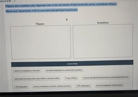Solved Stion 9 Of 20 Flippase And Scramblase Play Important