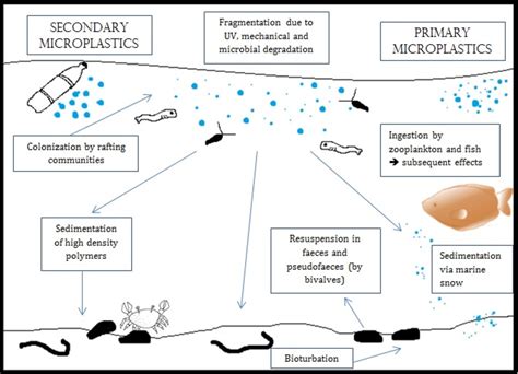 Microplastics Ocean Pollution And Effects On Marine Life Soapboxie