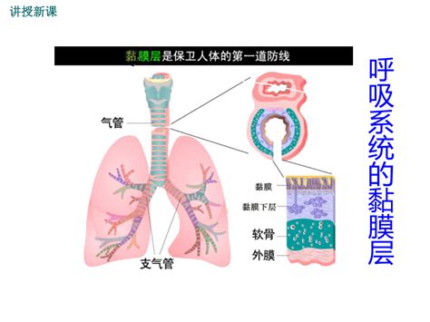 8 1 2免疫与计划免疫第1课时 人体的三道防线课件 共35张PPT 2022 2023学年人教版生物八年级下册 21世纪教育网