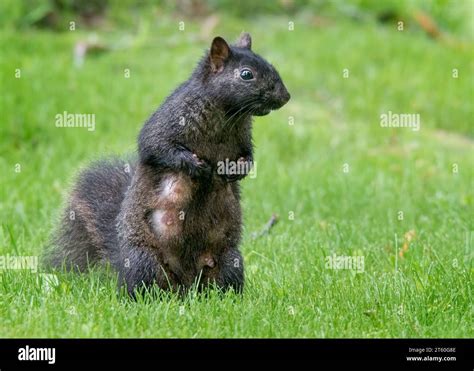 Beautiful Lactation Black Squirrel Sciurus Carolinensis Mother