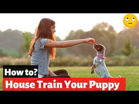 How To House Train A Puppy Take These Few Steps Complete Guide