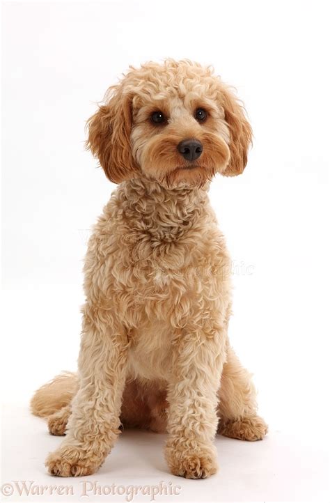 Cockapoo Dog Sitting Photo Wp44507