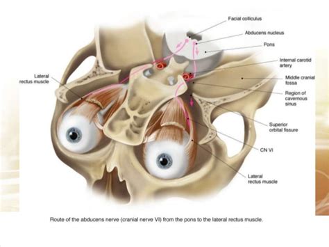 Abducens Nerve Anatomy Courses Muscle Supply And Branches